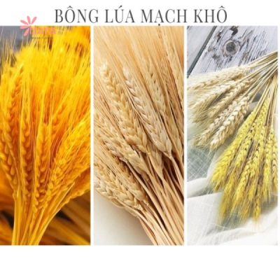 50 cành Bông Lúa Mạch Khô loại 1 bông to đẹp - Hoa khô Hara