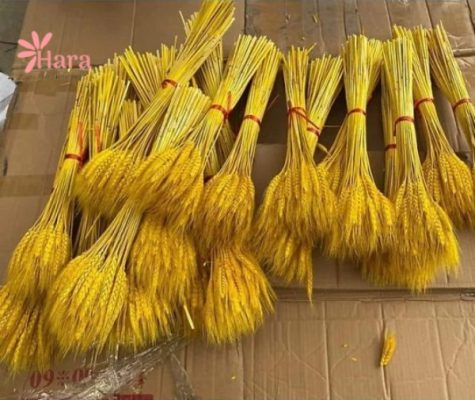 50 cành Bông Lúa Mạch Khô loại 1 bông to đẹp - Hoa khô Hara